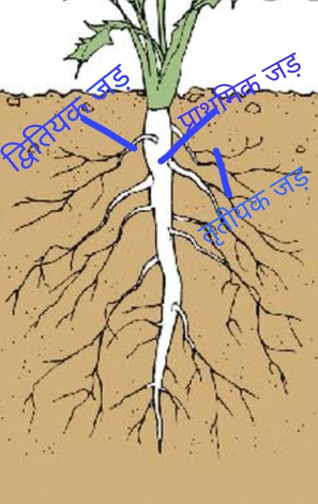 SCERT UP Board Solutions Class 6 Science Chapter 6 जीव जगत