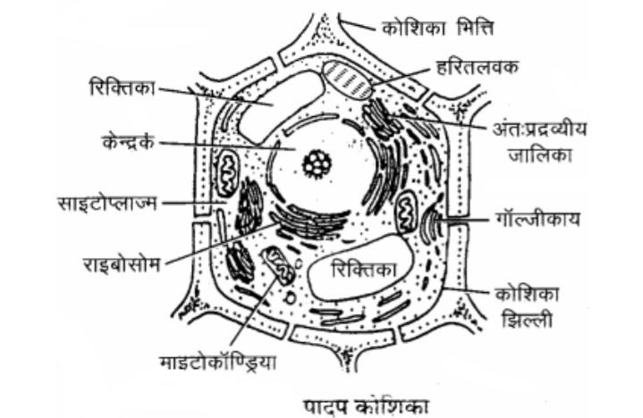 SCERT UP Board Solutions Class 8 Science Chapter 6 कोशिका से अंग तंत्र तक